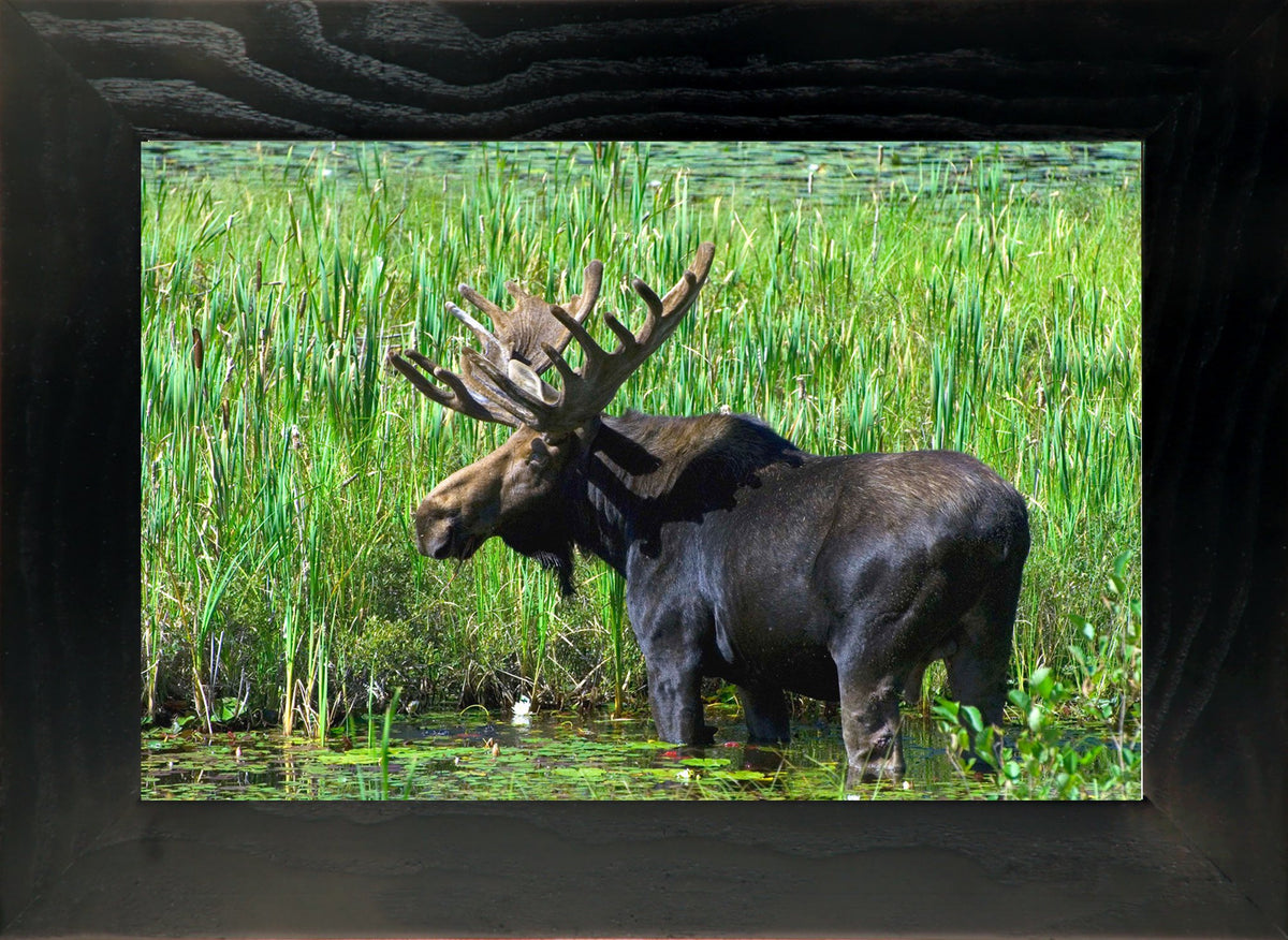 Algonquin Moose | Iconic Images